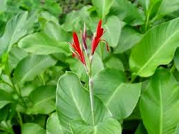 En Tu Konuko - CAPACHO