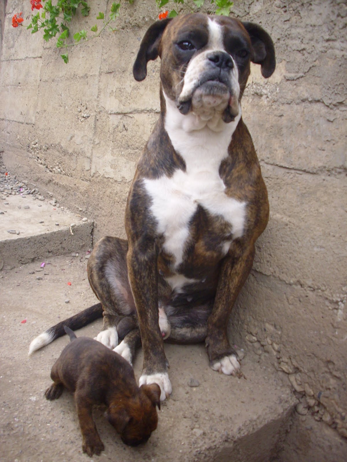 Boxer de vanzare: Poze Boxer German