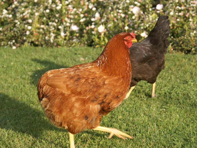 Entre Araucarias: Esoteria: Experiencias Paranormales (Parte 1)