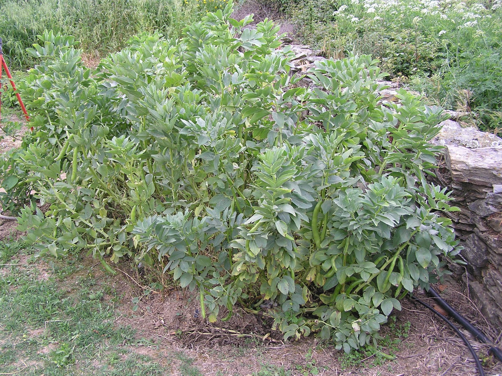 EL HUERTO ES FACIL: EL CULTIVO DE HABAS