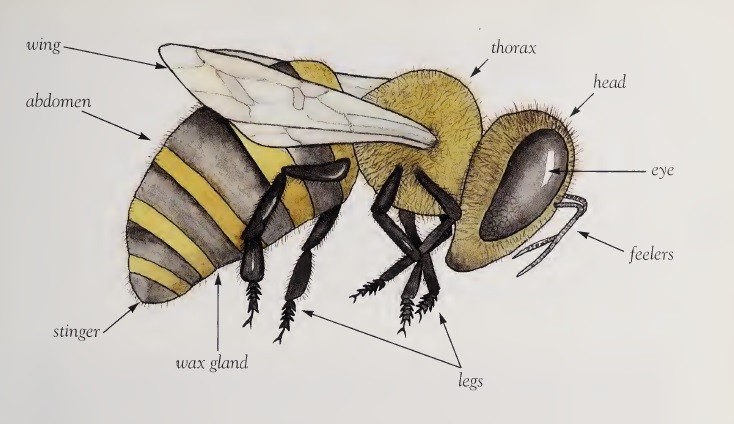 Why bees build combs?