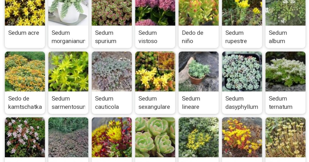 Sedum - Id Plantae