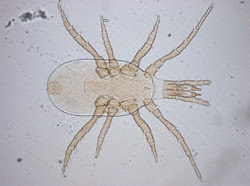 Variety of Life: Ascidae