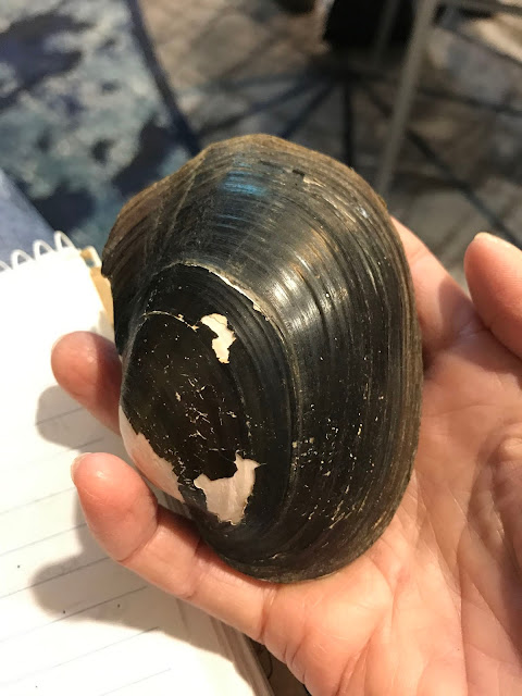 Window on a Texas Wildscape: Texas mussels