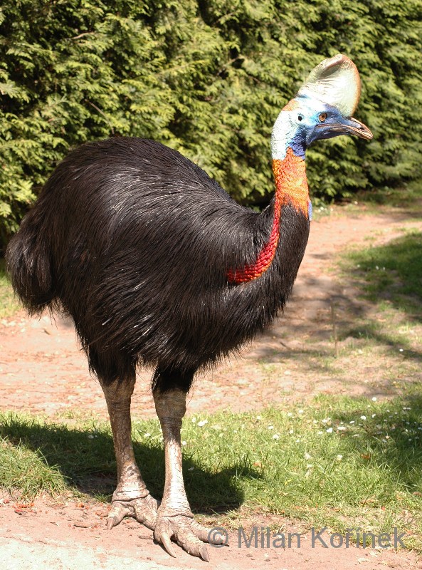 MAPALA JABAL EVEREST: Kasuari Burung yang Galak