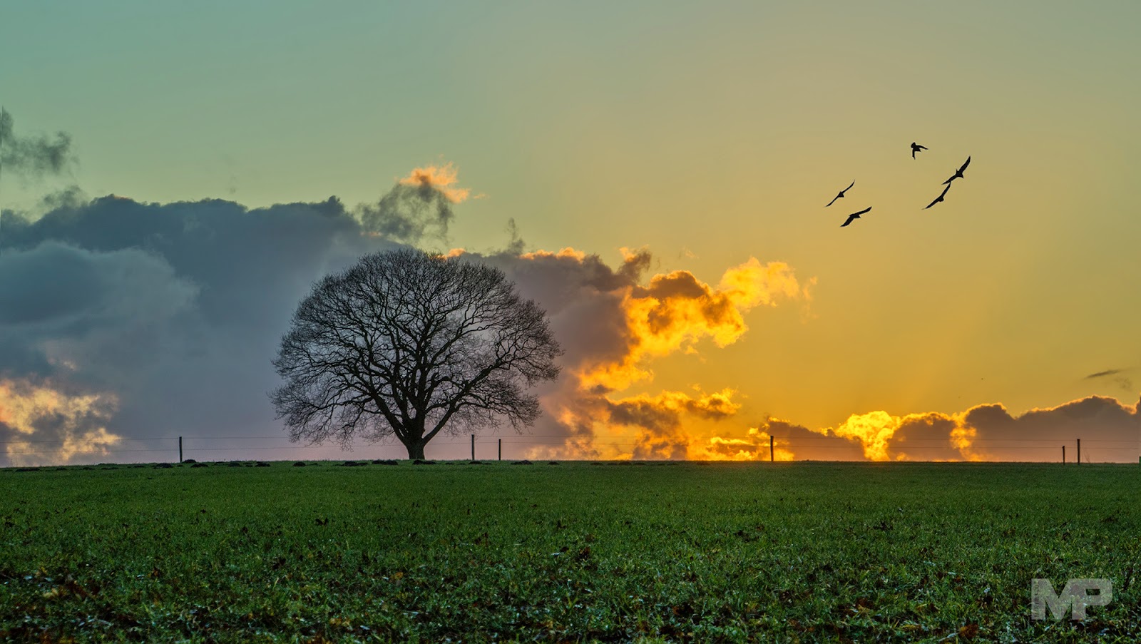 Holland's Nature Photography by Martin Podt