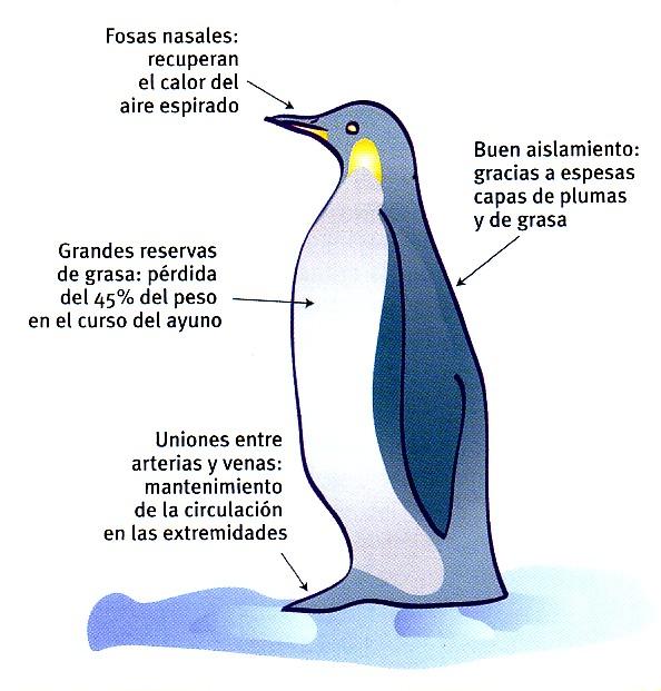 Escuela 23 6°B: Tipo de Adaptaciones