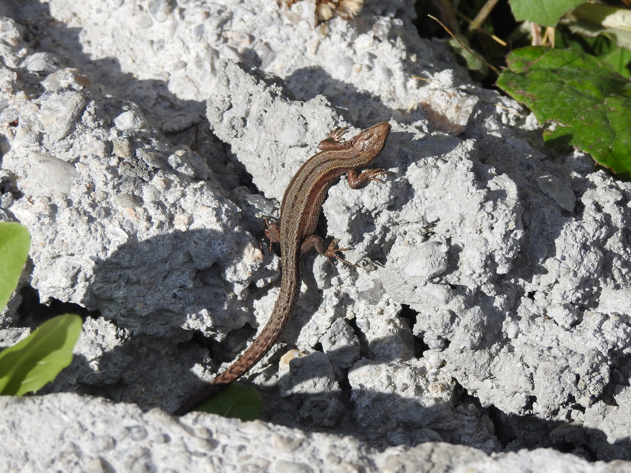 PASARI DIN ROMANIA: REPTILE ( 2 ), Soparle