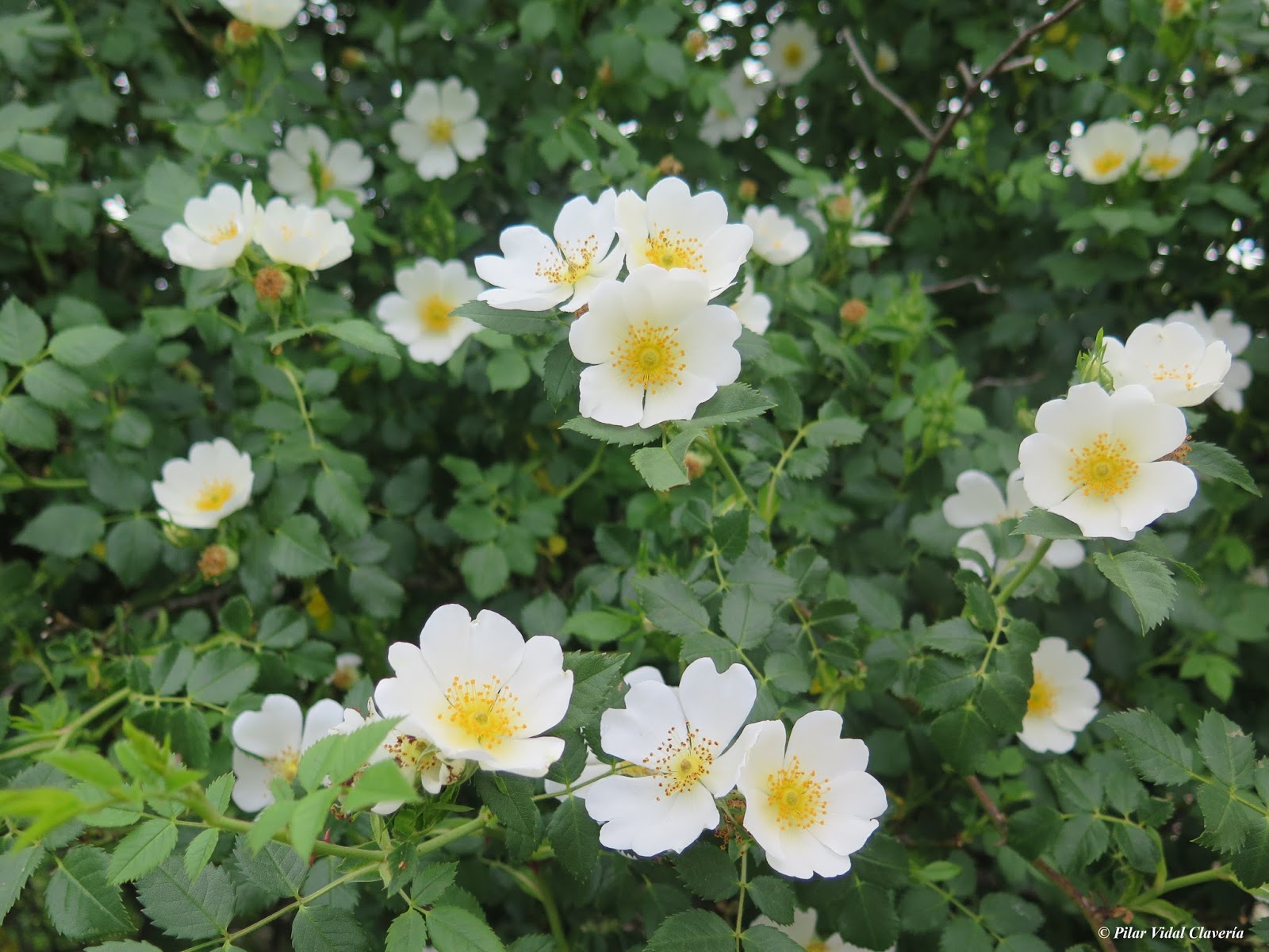 Sentir con Flores de Bach - Pilar Vidal Clavería: Wild Rose ...