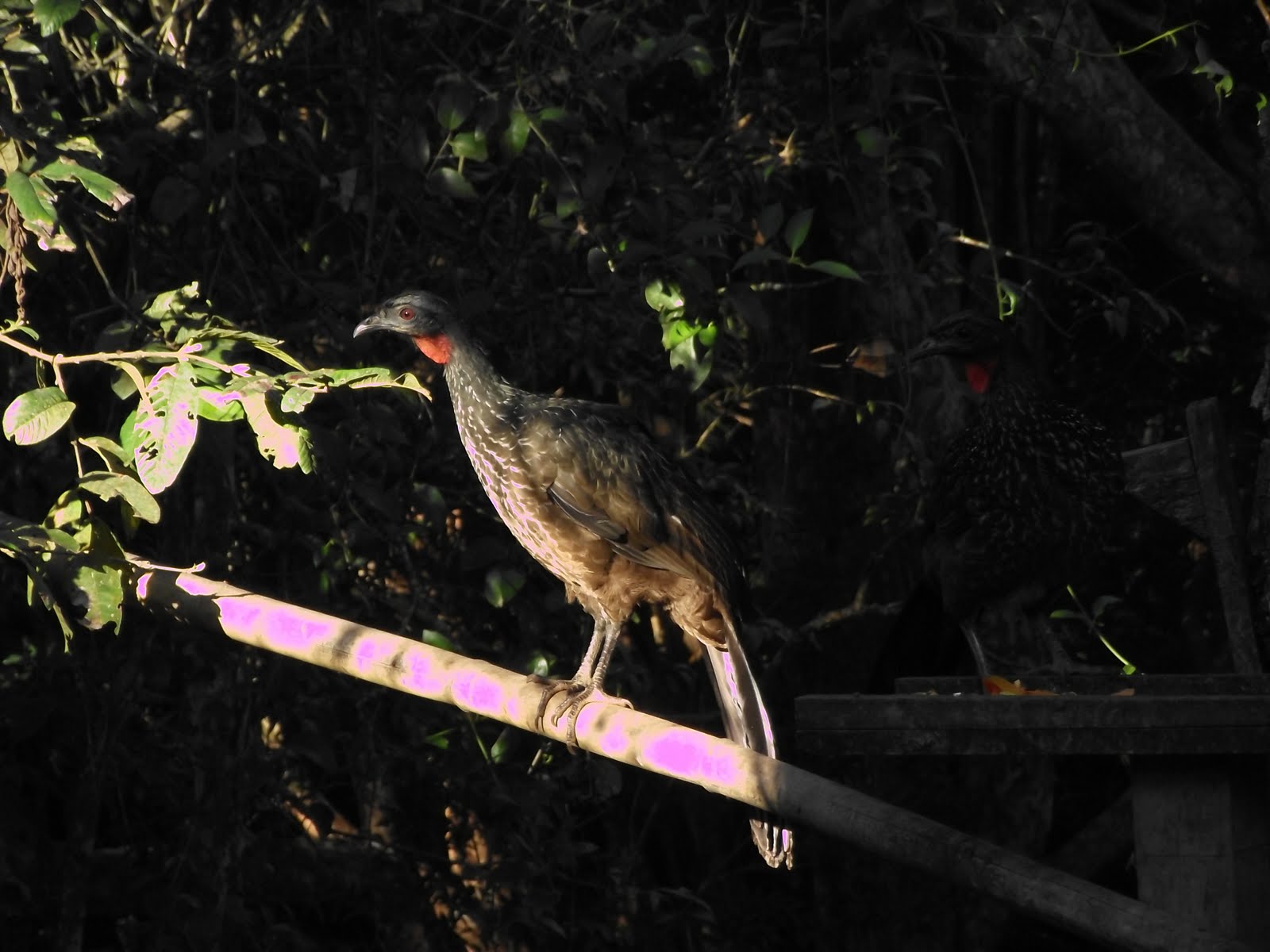 professor Ulisses: Aves dos paraísos e outros bichos...