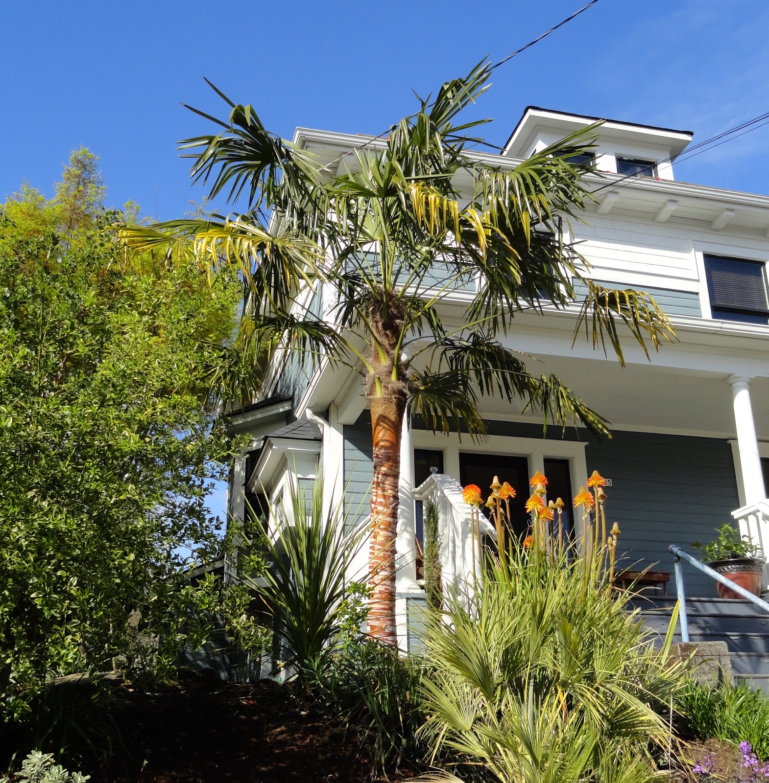 Smooth Palm Tree Trunk