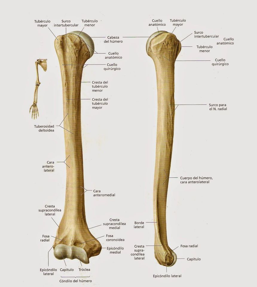 ANATOMIA FUNCIONAL: OSTEOLOGIA- Miembro Superior : Humero - Cubito - Radio