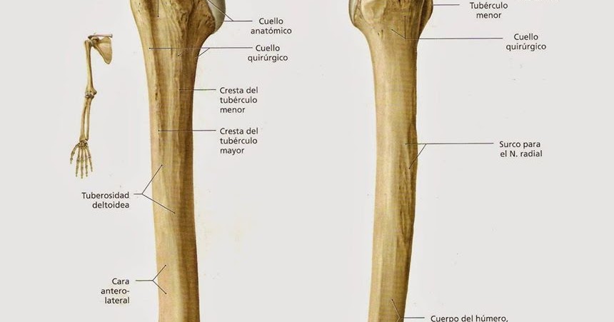 ANATOMIA FUNCIONAL: OSTEOLOGIA- Miembro Superior : Humero - Cubito - Radio