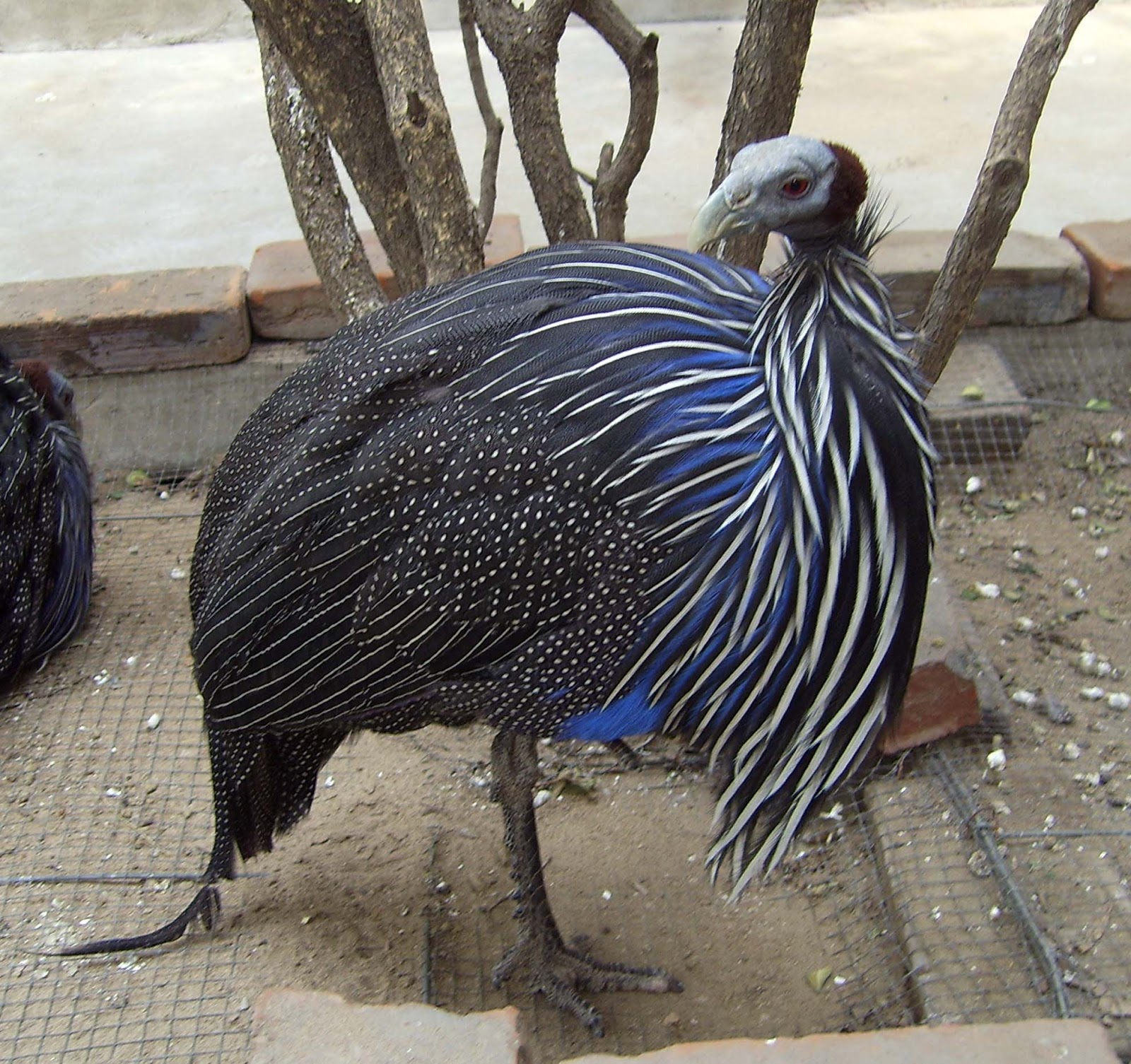 Vulturine Guineafowl - Birds World