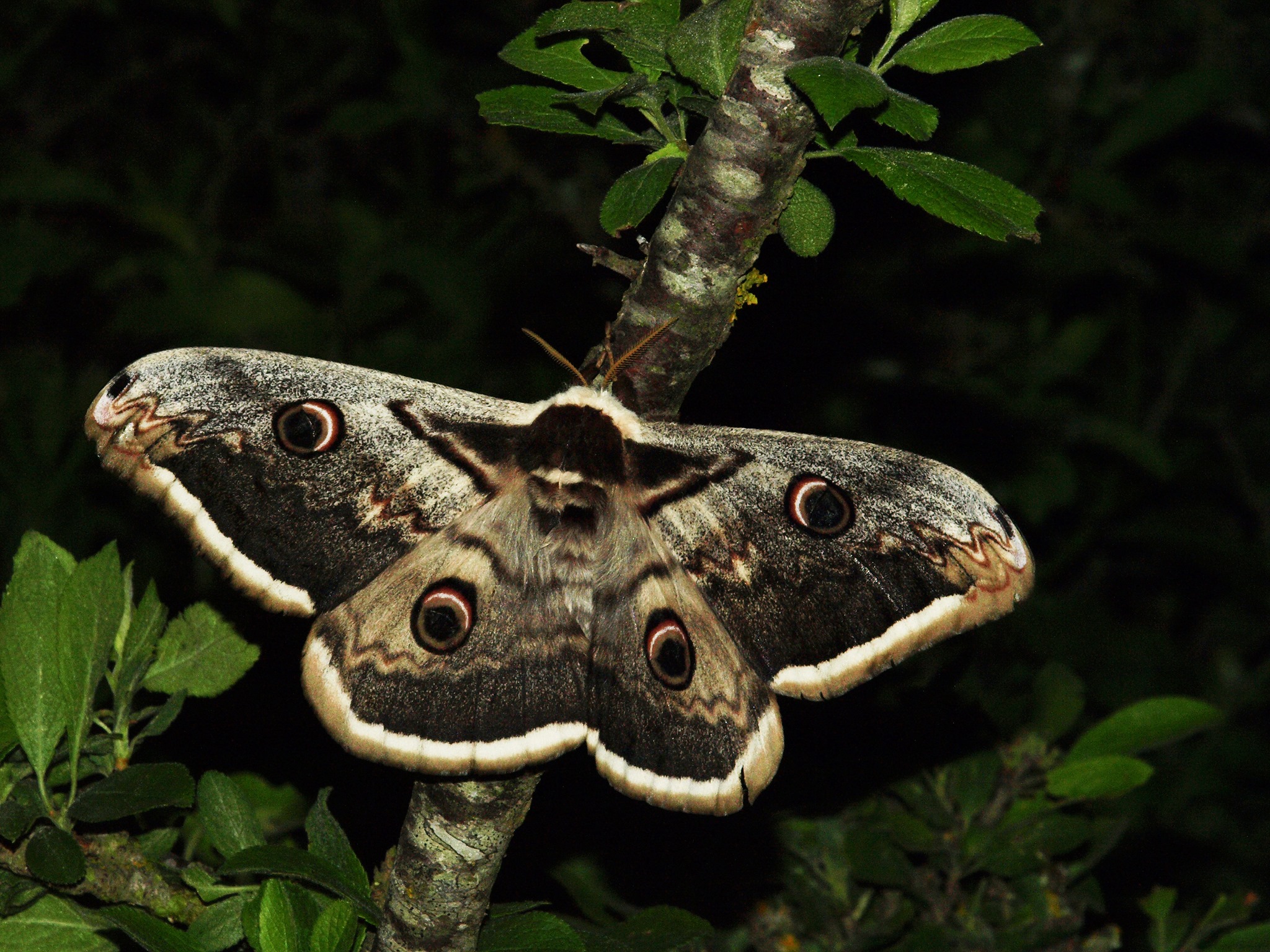 Ştiinţă pentru toţi: Fluturele ochi de păun de noapte (Saturnia pyri)