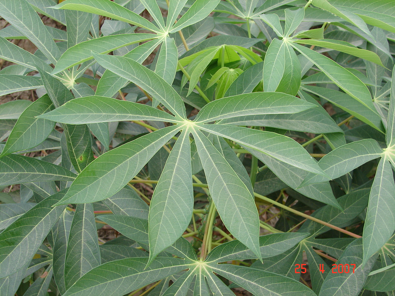 Racun-Racun (Toksin) Tanaman Yang Berbahaya Bagi Hewan Dan Manusia ...