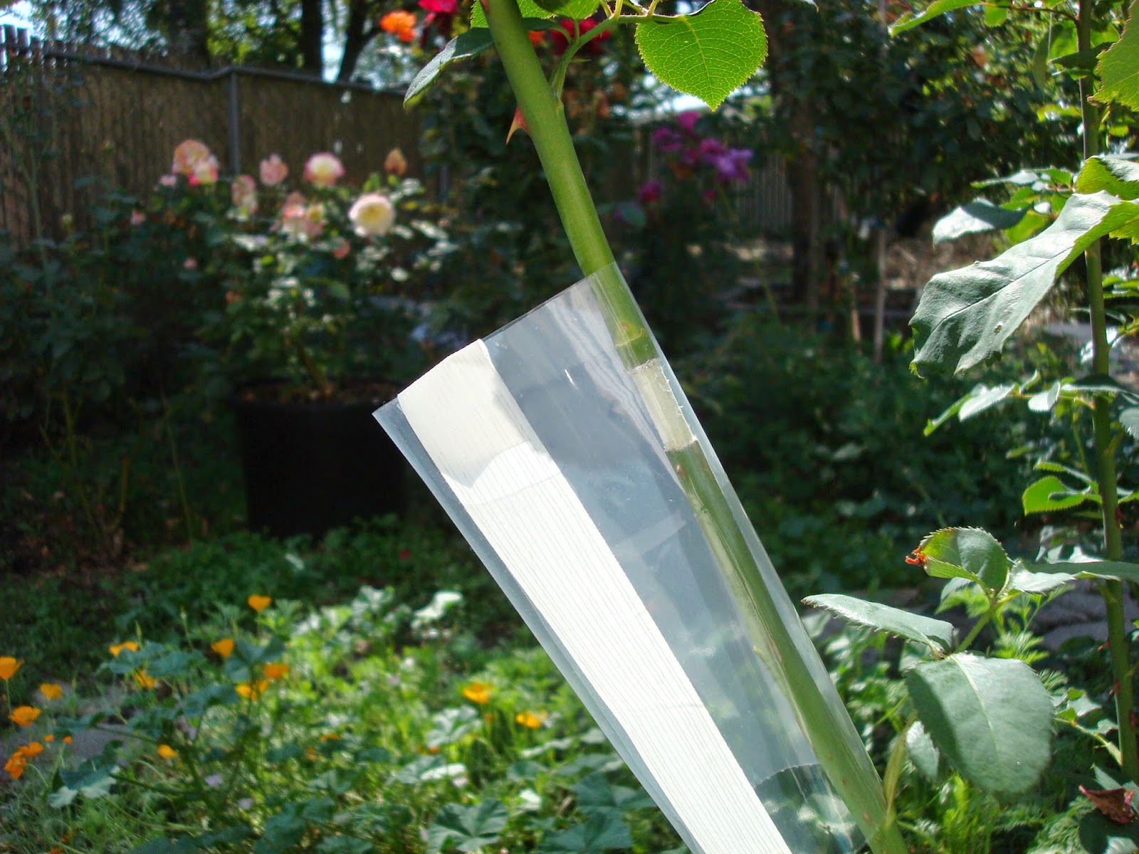 Air Layering Rose Propagation