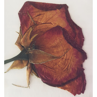 The Blackened Stem of a Withering Rose