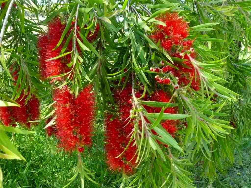 Flora de Puerto Rico Ilustrada Papo Vives: MYRTACEAE CALLISTEMON ...