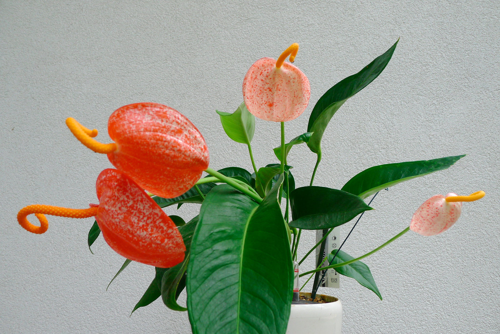 Anthurium scherzerianum - Pigtail plant care | Travaldo's blog
