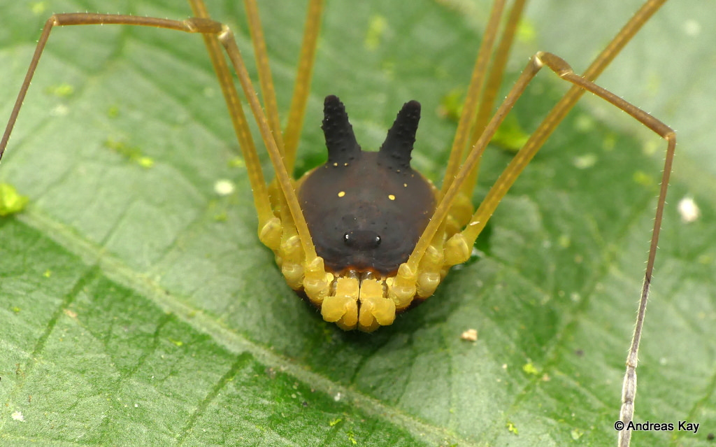 Real Monstrosities: Bunny Harvestman