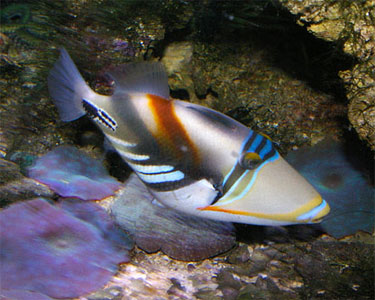 PETS: Picasso Triggerfish