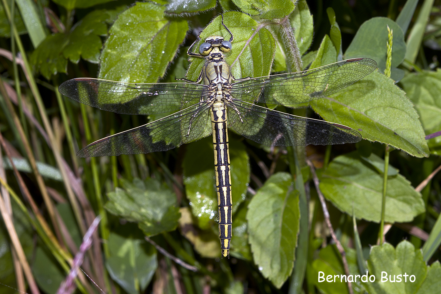 RÍA DE LA VILLA: Libélula nueva
