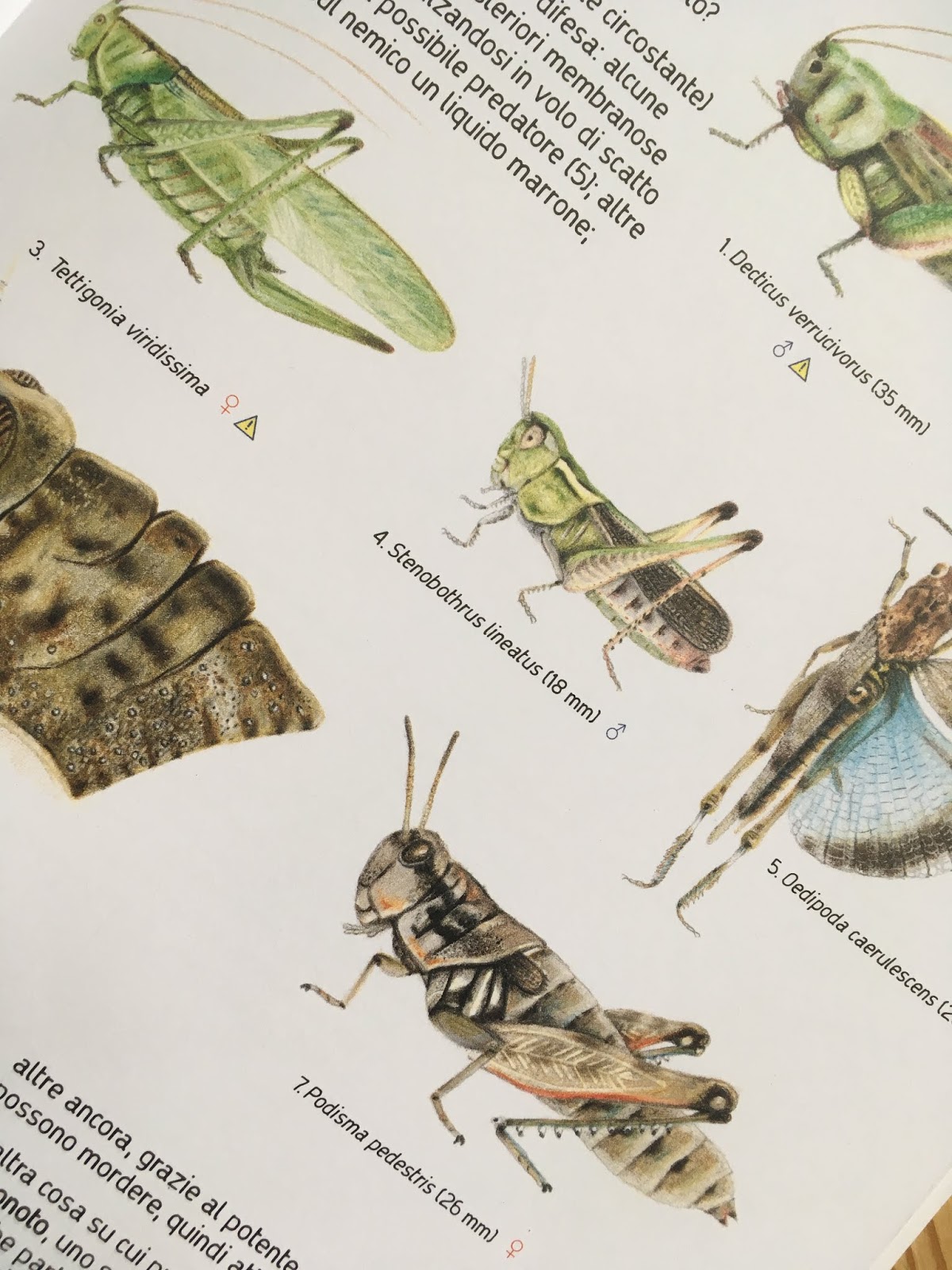 Book on drawing insects