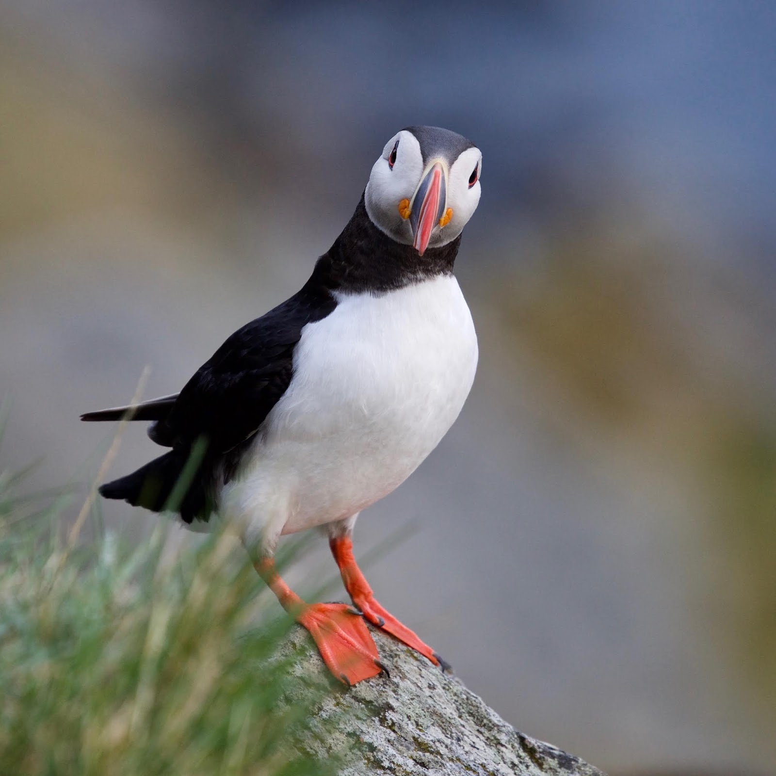 Naturfoto Einar Hugnes: Lunder fra Lundeura på Runde