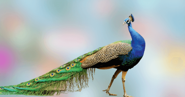 मोर के बारे में जानकारी और रोचक तथ्य | Interesting Facts About Peacock ...