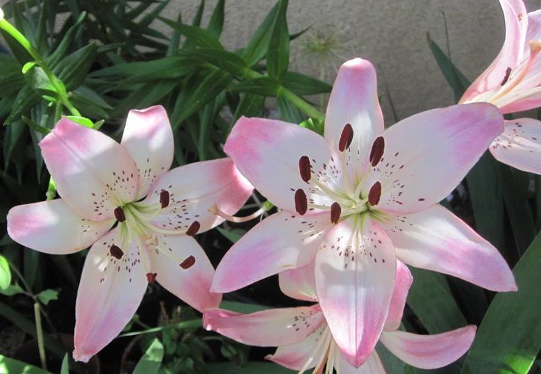MzTeachuh's Enjoying Cooking and Gardening: Flower of the Week: Daylily ...