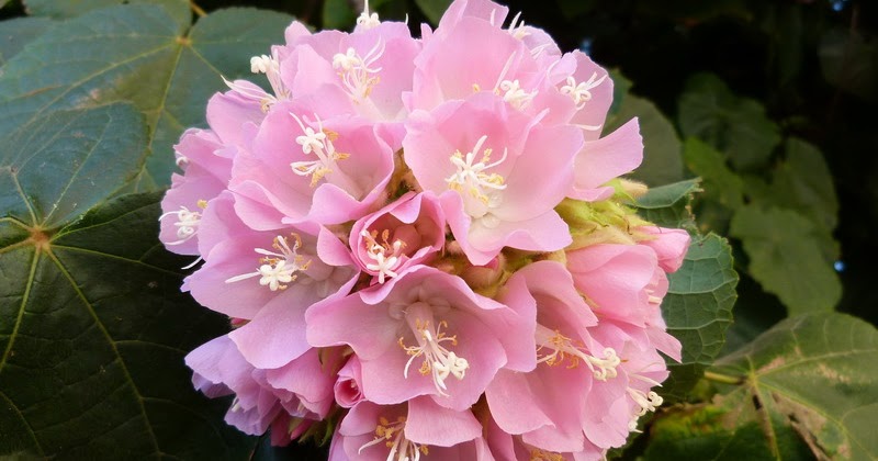 CARTAGENA. Árboles ornamentales: Dombella y acacia plumosa