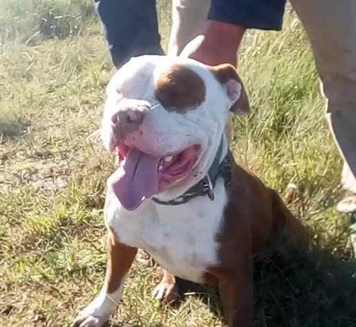 Pit Monster X Pitbull: Entenda a diferença