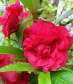 Anim Agro Technology: BUNGA KEEMBONG DAN KHASIATNYA