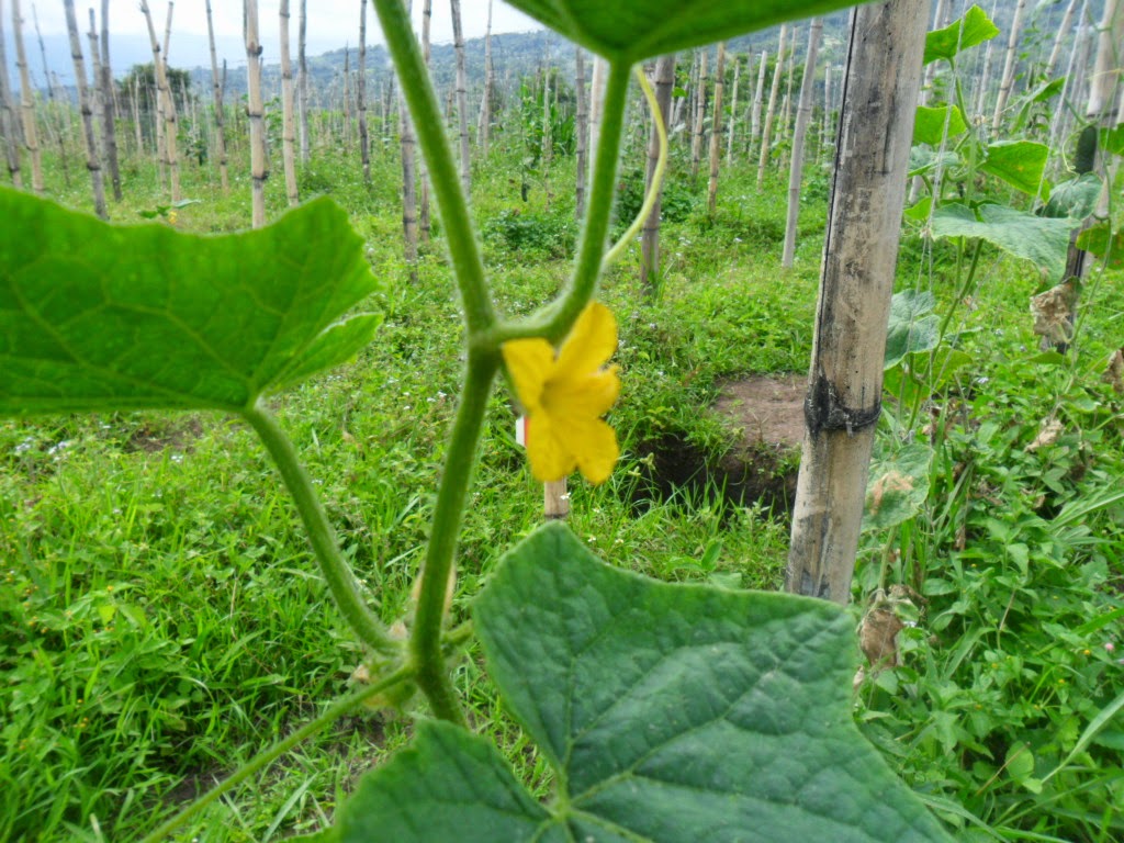 HIBRIDACIÓN EN PLANTAS DE PEPINO (Cucumis sativus L.) : DESCRIPCION ...