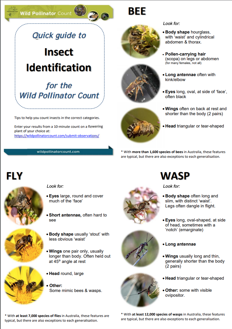 The Coal Point Chronicle: Citizen Science in November - Frogs & Pollinators