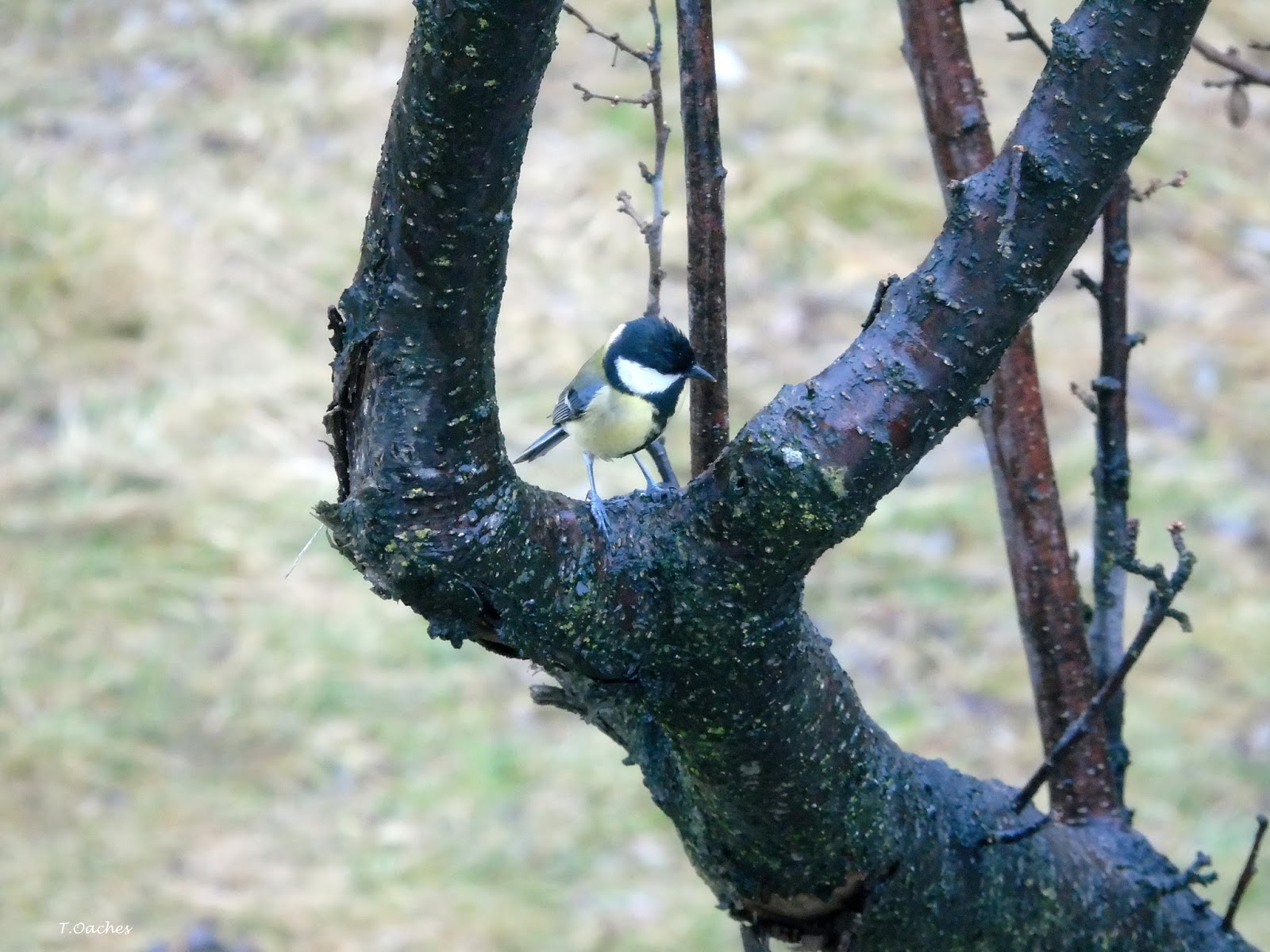 PASARI DIN ROMANIA: PITIGOI MARE, Parus major
