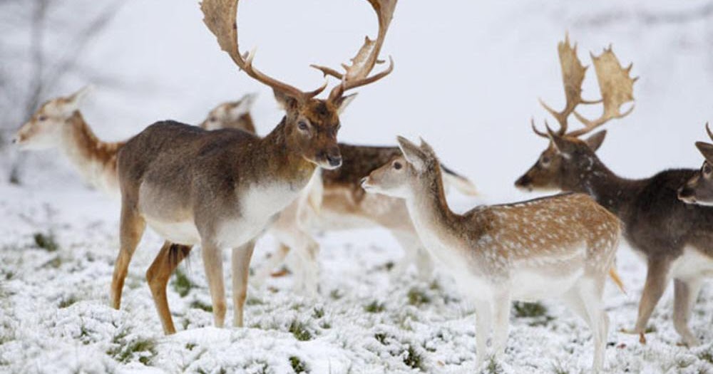 Day by day habbits: Animalele iubesc iarna!