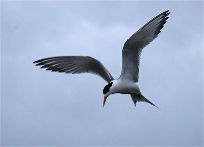 garden delights: World Bird Wednesday - Turn of a Tern