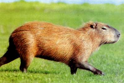 Chiguire (Hydrochoerus hydrochaeris): El Chiguire. ¡Audaz Caminante ...