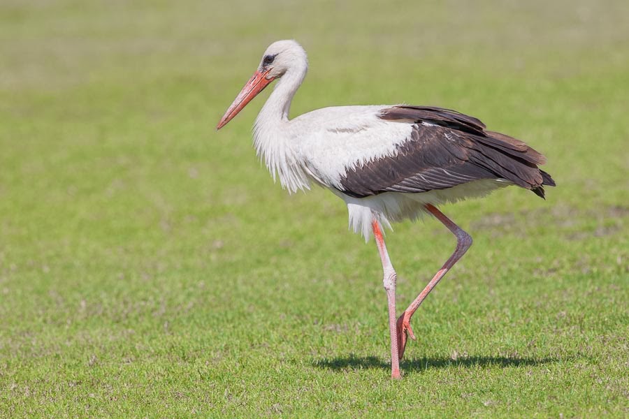 Birds of Saudi Arabia: Western White Stork becoming more tame – Dhahran ...