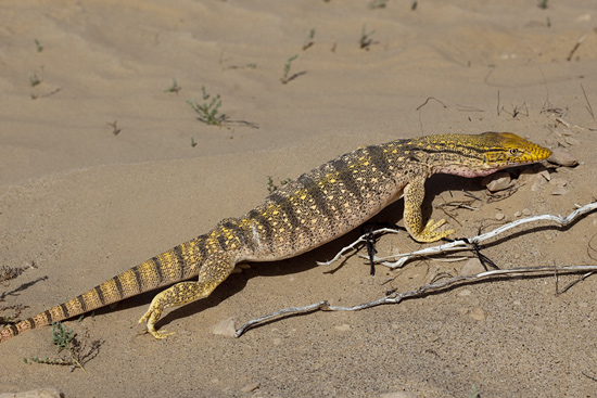Все про тварин: Сірий варан (Varanus griseus caspius)