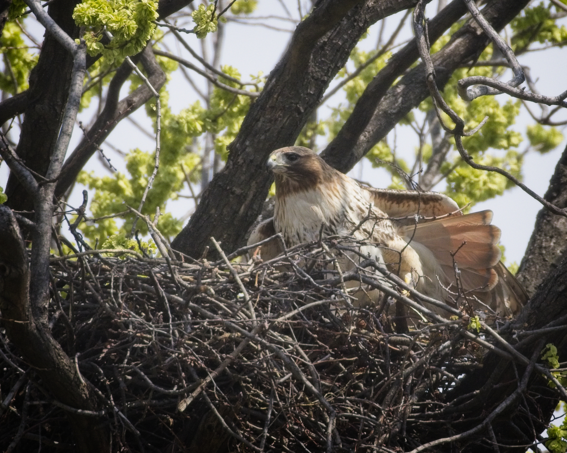 Laura Goggin Photography: Hatch day and hail storm in Tompkins Square