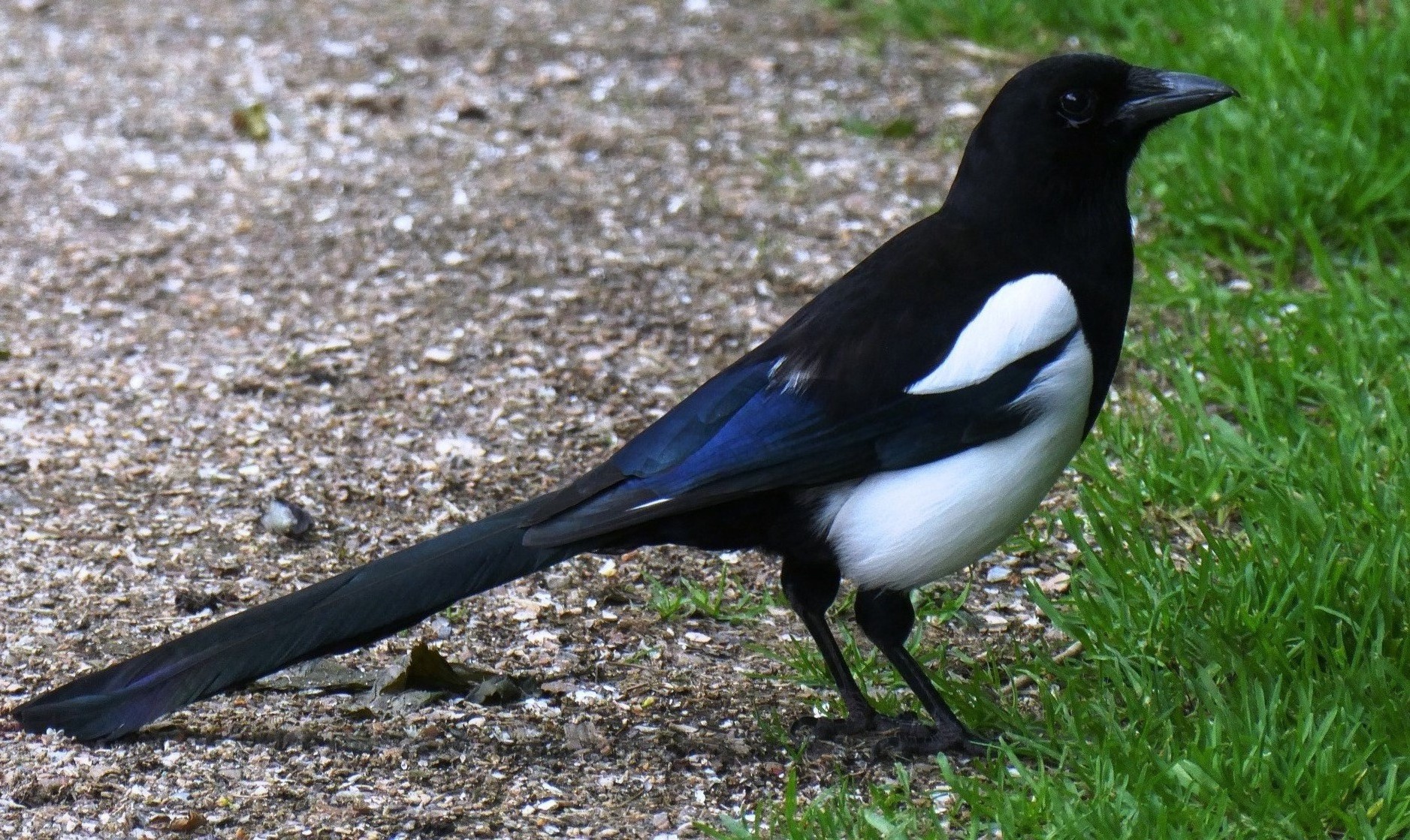 Contes d' Animals: LA GARSA