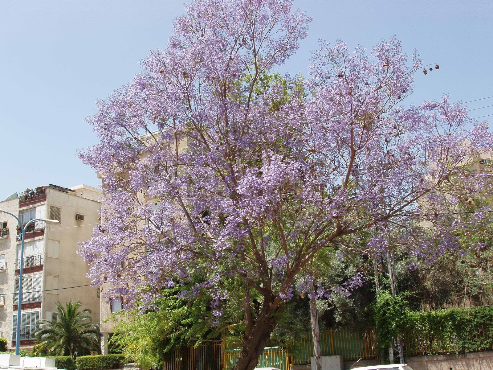 Mae's Food Blog: "Jacaranda" -- a Favorite Word