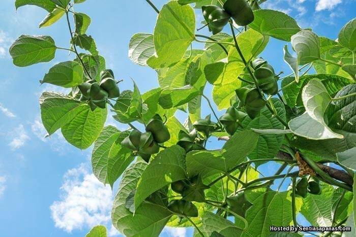Khasiat Kacang Sacha Inchi Tinggi Kandungan Omega 3 - SENTIASA PANAS