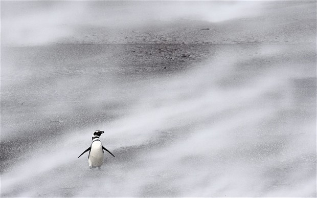 White Wolf : Monogamous Magellanic Penguin Couple Have Stayed Faithful ...