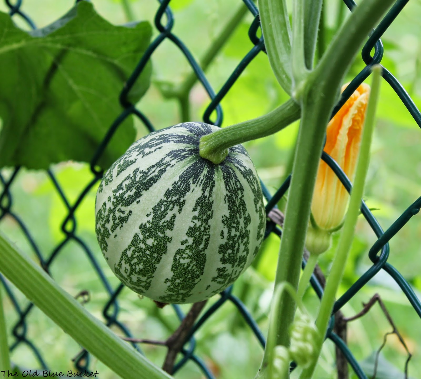 The Old Blue Bucket: Gourd Harvest