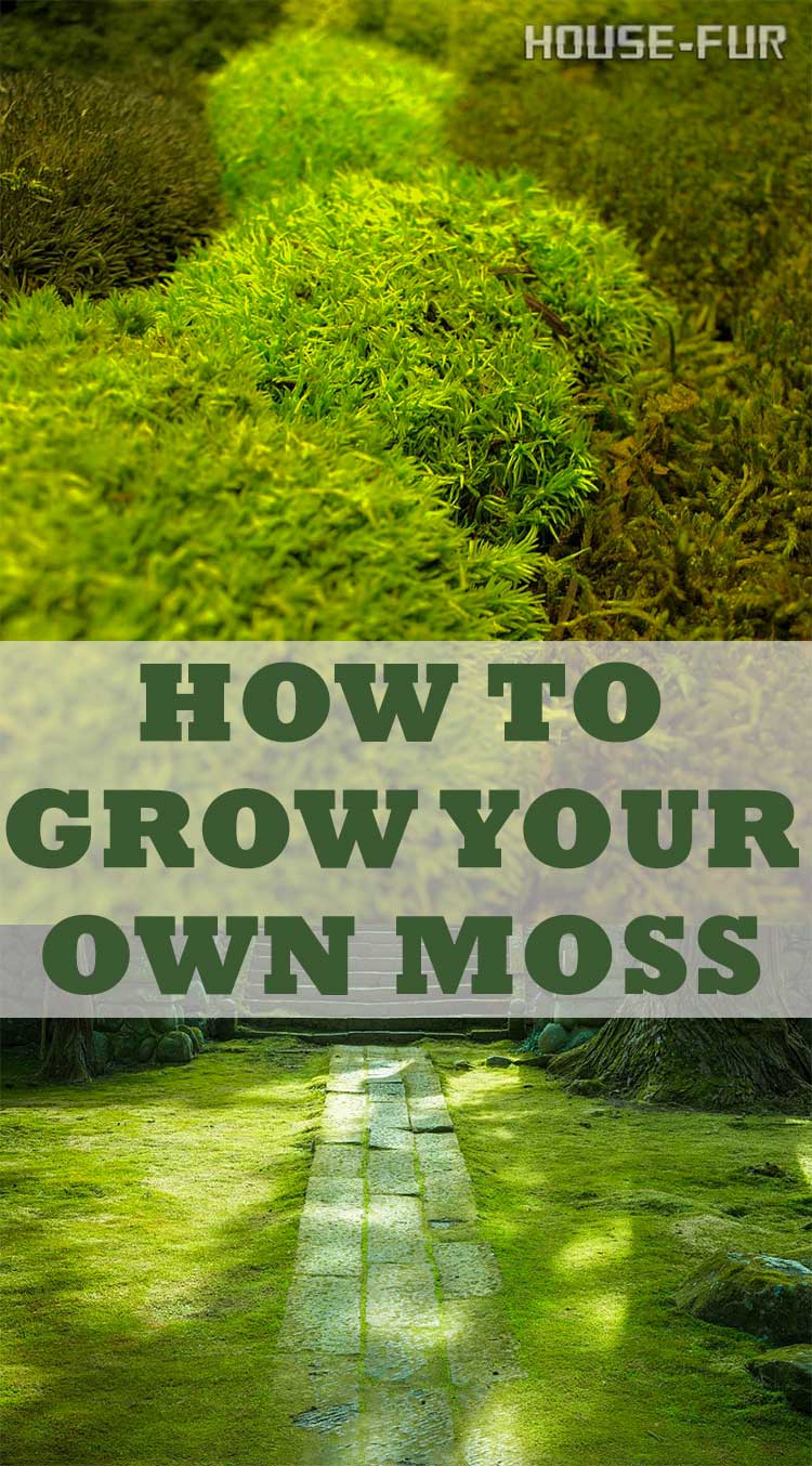 HOW TO GROW YOUR OWN MOSS AT HOME how-to-grow-your-own-moss-at-home