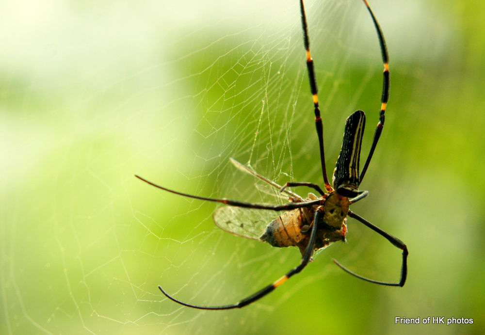 Photographic Wildlife Stories in UK/Hong Kong: Amazing giant Golden Orb ...